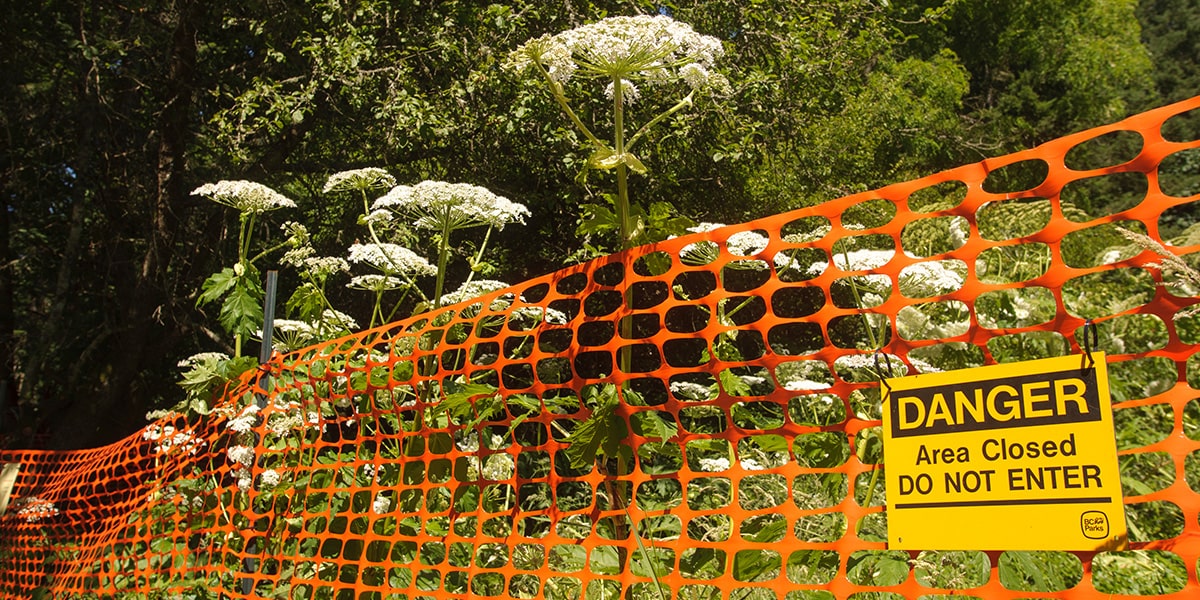 Best Practice for Invasive Species Control and Removal